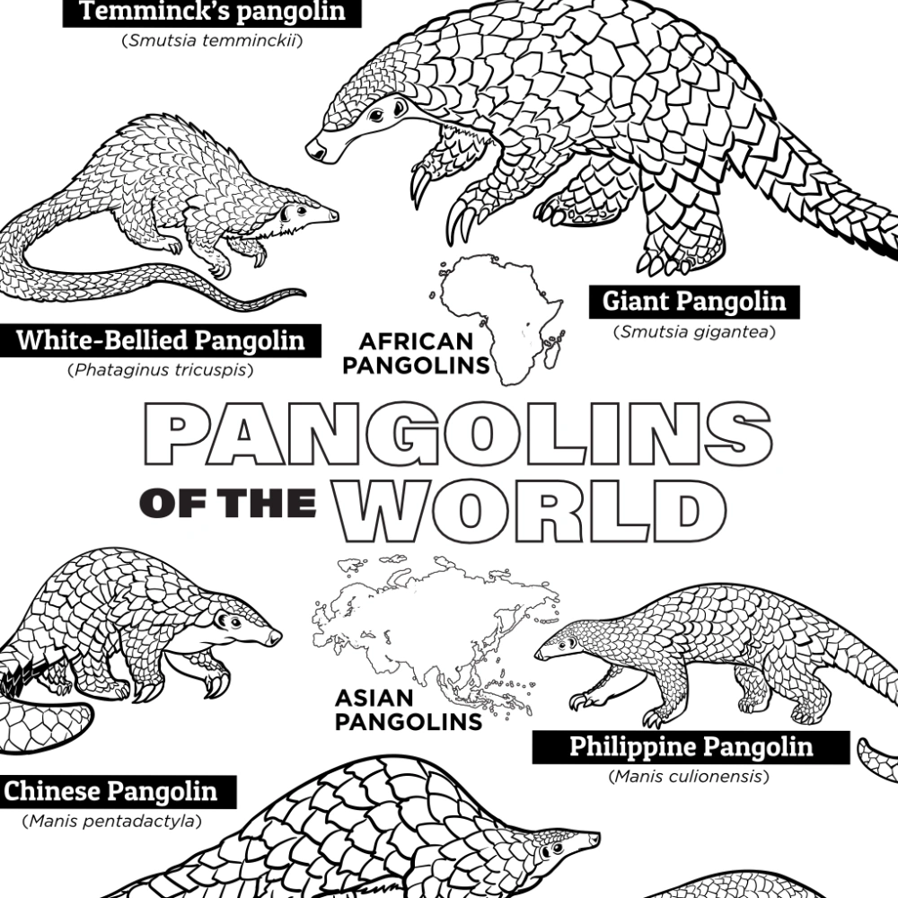 Pangolino - We Stand For Pangolin Conservation