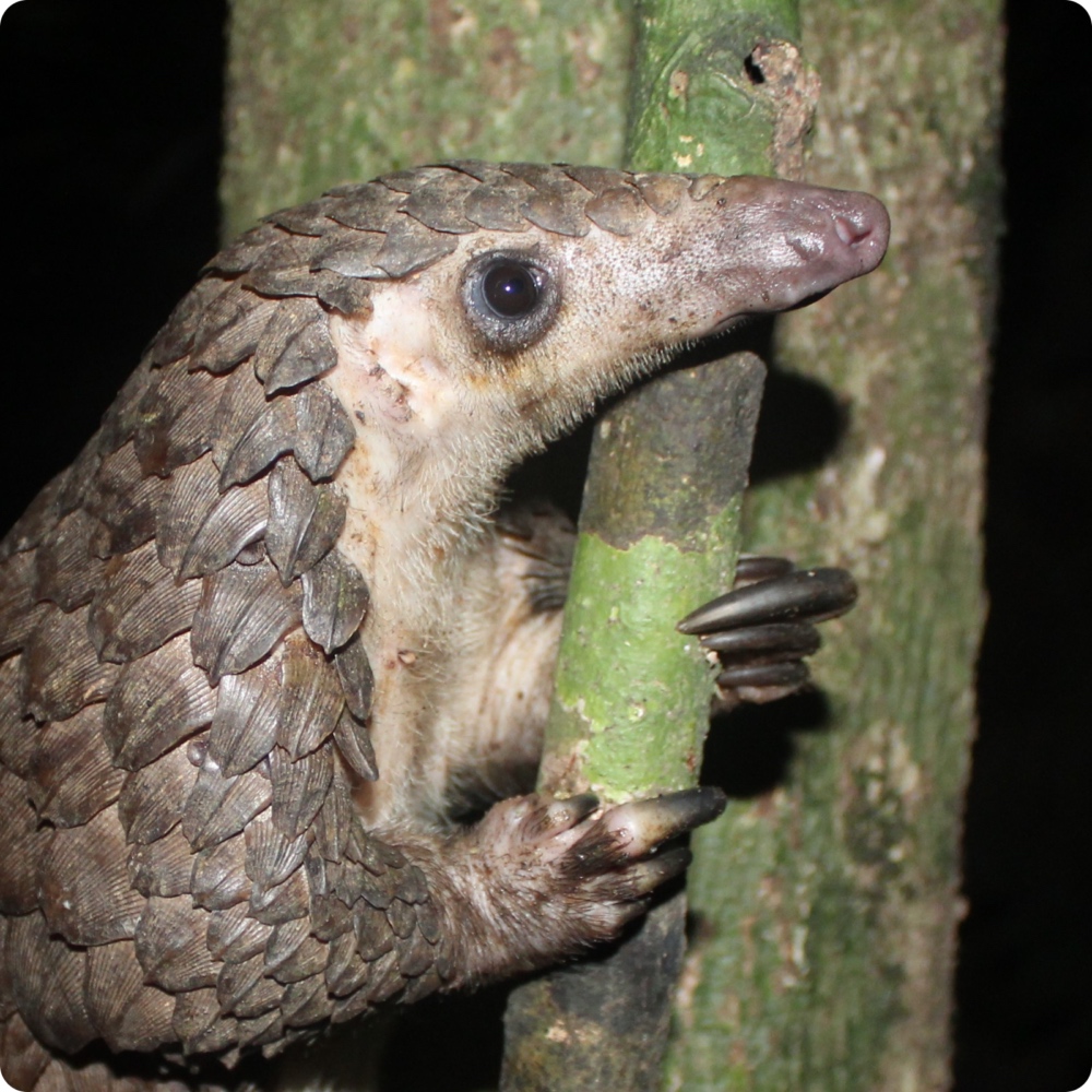 Pangolino - We Stand For Pangolin Conservation