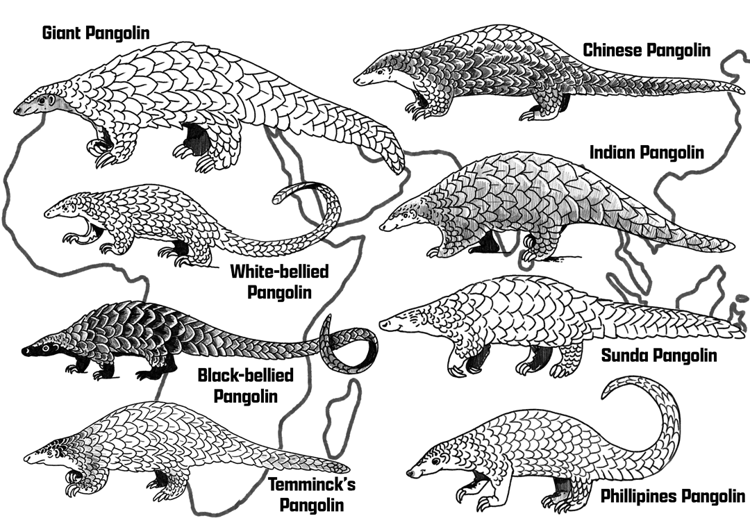 Pangolino - We Stand For Pangolin Conservation