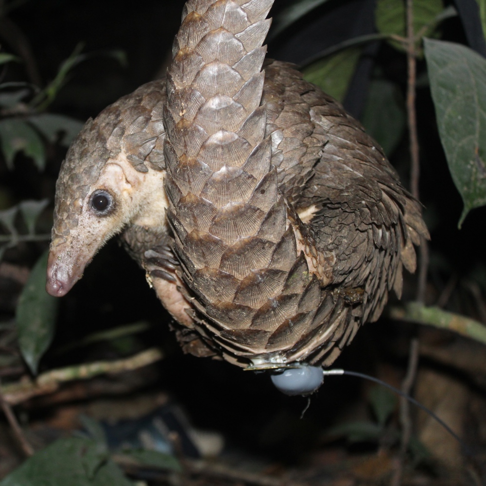 Pangolino - We Stand For Pangolin Conservation
